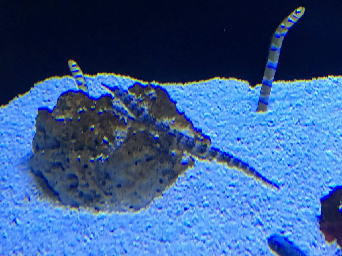 Scribbled Pipefish | NatureRules1 Wiki | Fandom