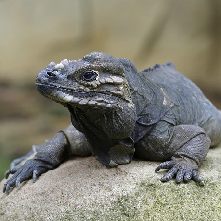 Reptile Kingdom | NatureRules1 Wiki | Fandom