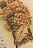 Blood Python | NatureRules1 Wiki | Fandom