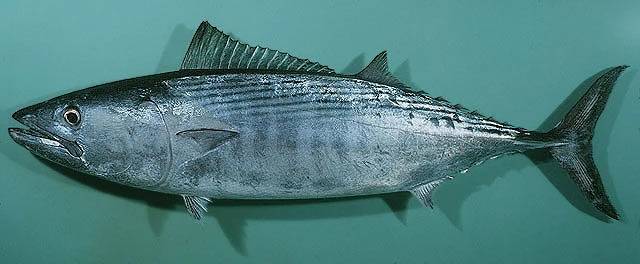 Striped Bonito | NatureRules1 Wiki | Fandom