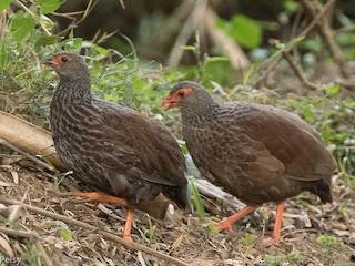 Handsome Spurfowl | NatureRules1 Wiki | Fandom