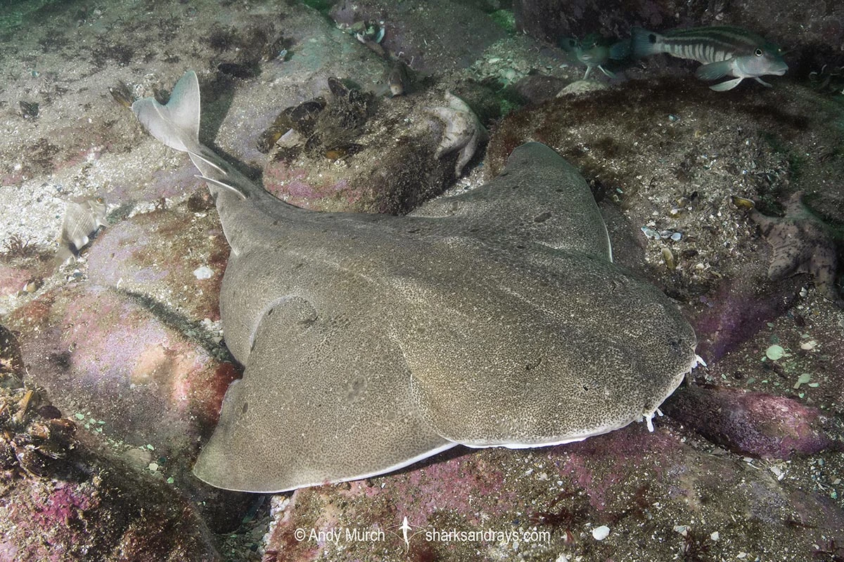 Angular Angelshark | NatureRules1 Wiki | Fandom