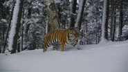Siberian Tiger | NatureRules1 Wiki | Fandom