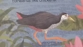 White-breasted Waterhen | NatureRules1 Wiki | Fandom