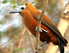 Capuchinbird | NatureRules1 Wiki | Fandom