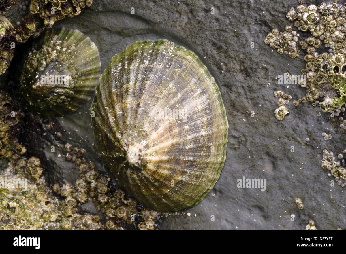 Common Limpet | NatureRules1 Wiki | Fandom