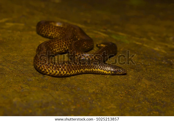 Category:Uropeltis | NatureRules1 Wiki | Fandom