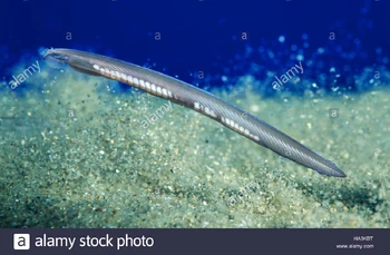 European Lancelet | NatureRules1 Wiki | Fandom