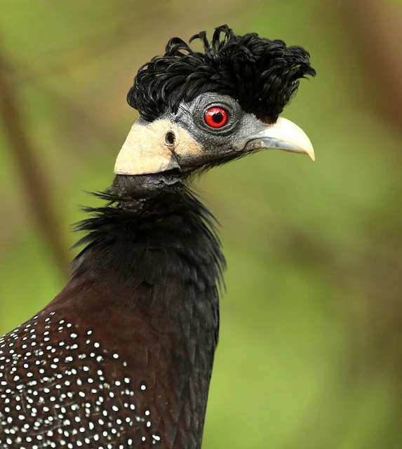 Crested Guineafowl | NatureRules1 Wiki | Fandom