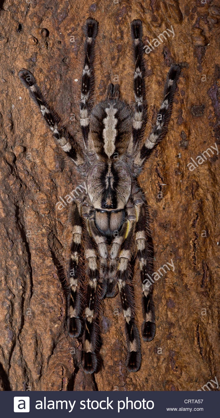 Indian Ornamental Tarantula | NatureRules1 Wiki | Fandom