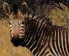 Mountain Zebra | NatureRules1 Wiki | Fandom