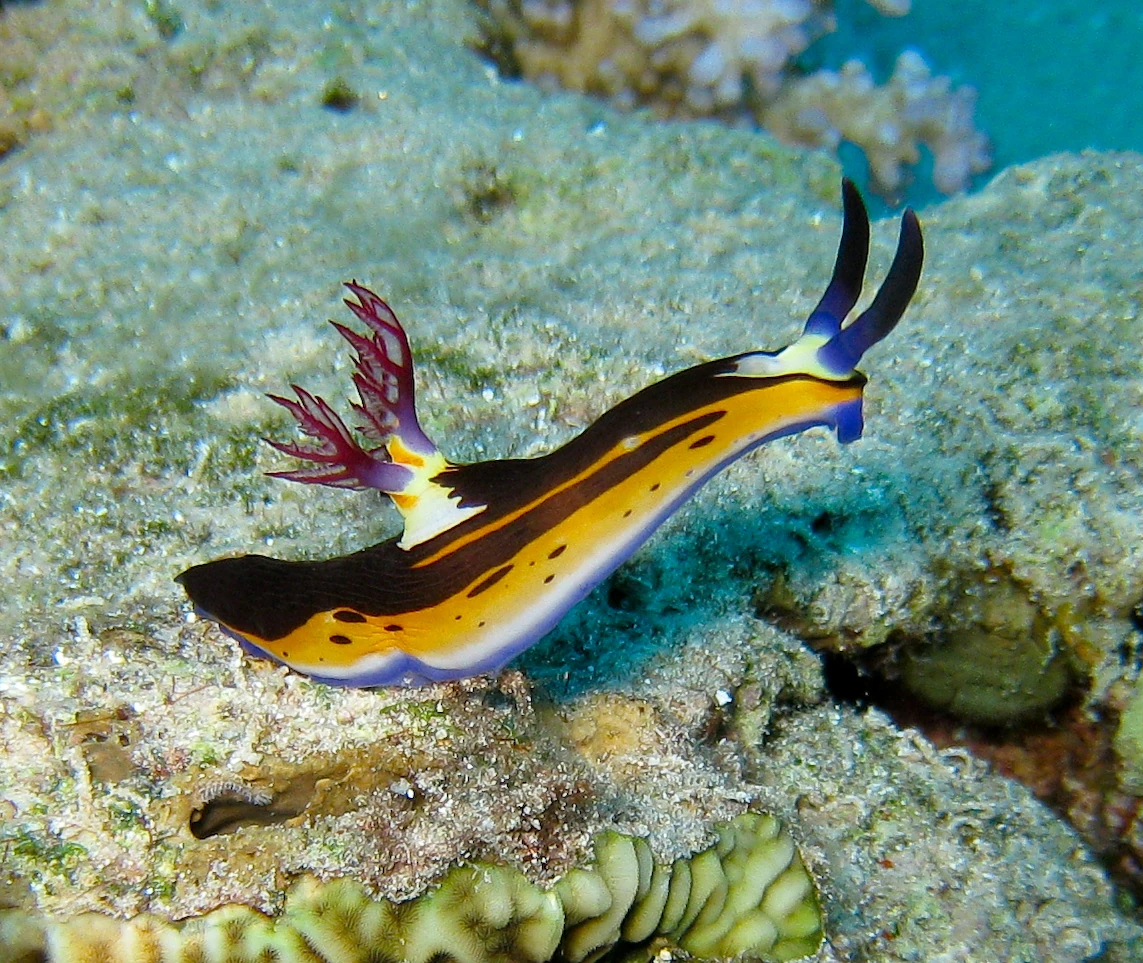 Nembrotha Megalocera | NatureRules1 Wiki | Fandom