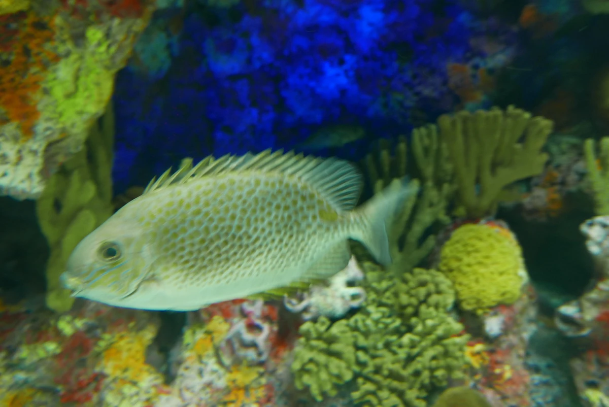 Orange-spotted Spinefoot | NatureRules1 Wiki | Fandom