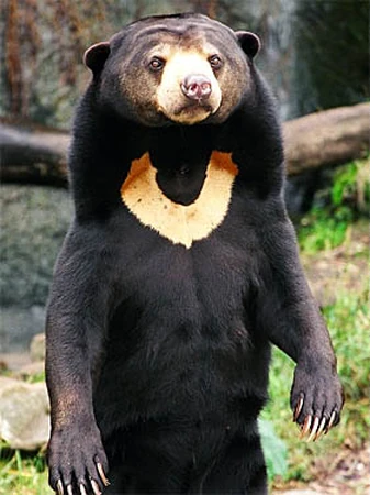 sun bear diet