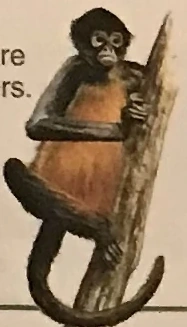 Geoffroy's Spider Monkey/Books | NatureRules1 Wiki | Fandom