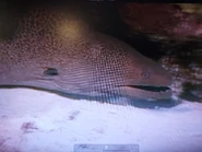 Yellow-edged Moray | NatureRules1 Wiki | Fandom