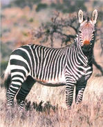 Mountain Zebra | NatureRules1 Wiki | Fandom