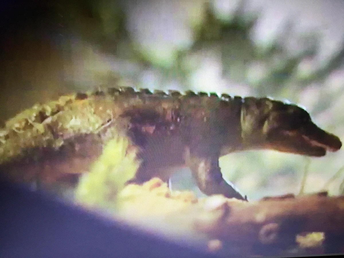 Terrestrisuchus | NatureRules1 Wiki | Fandom