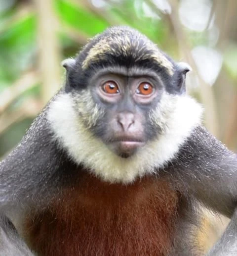 White-throated Guenon | NatureRules1 Wiki | Fandom