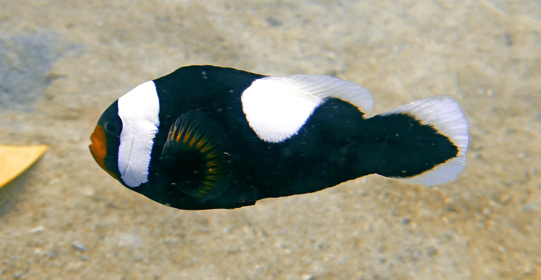 Saddleback Clownfish
