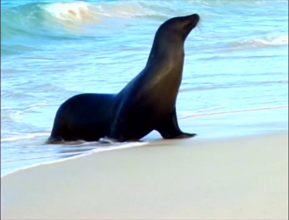 Ocean Park Hong Kong | NatureRules1 Wiki | Fandom
