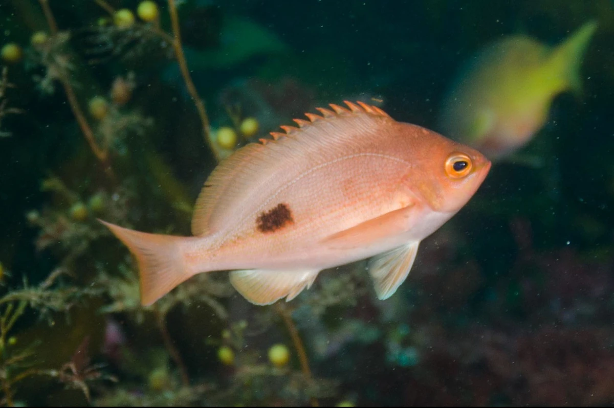 Butterfly Perch | NatureRules1 Wiki | Fandom