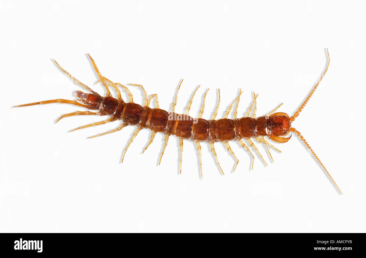 Brown Centipede | NatureRules1 Wiki | Fandom