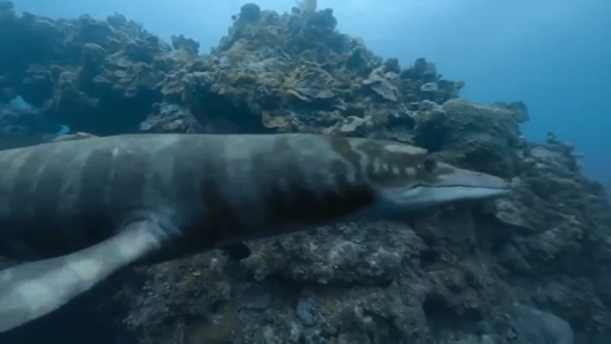 Phosphorosaurus | NatureRules1 Wiki | Fandom