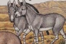 African Wild Ass | NatureRules1 Wiki | Fandom