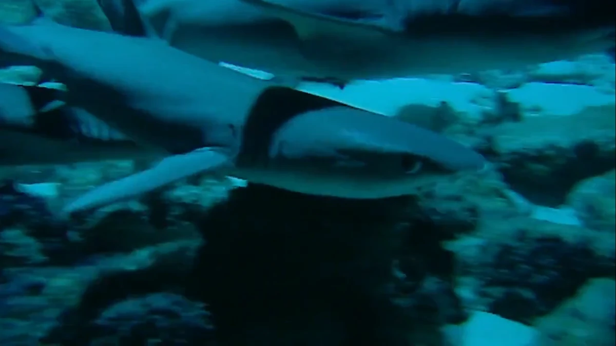 Whitetip Reef Shark/TV Shows | NatureRules1 Wiki | Fandom