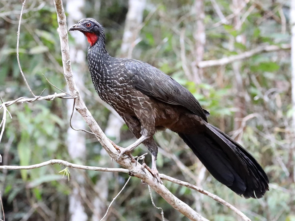 Dusky-legged Guan | NatureRules1 Wiki | Fandom