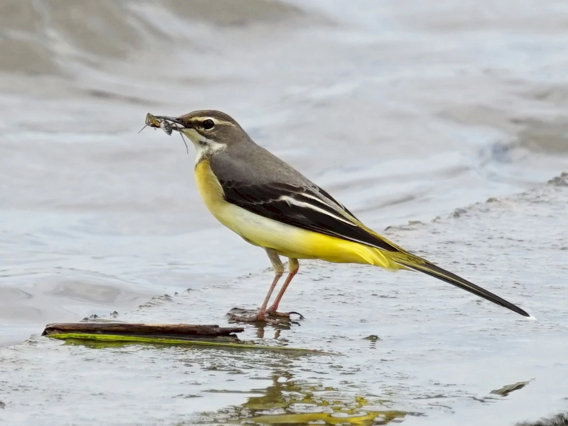 Grey Wagtail | NatureRules1 Wiki | Fandom