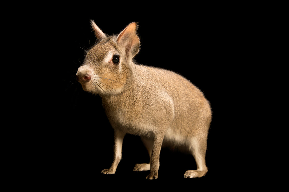 Chacoan Mara | NatureRules1 Wiki | Fandom