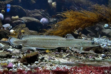 tiger rockfish range