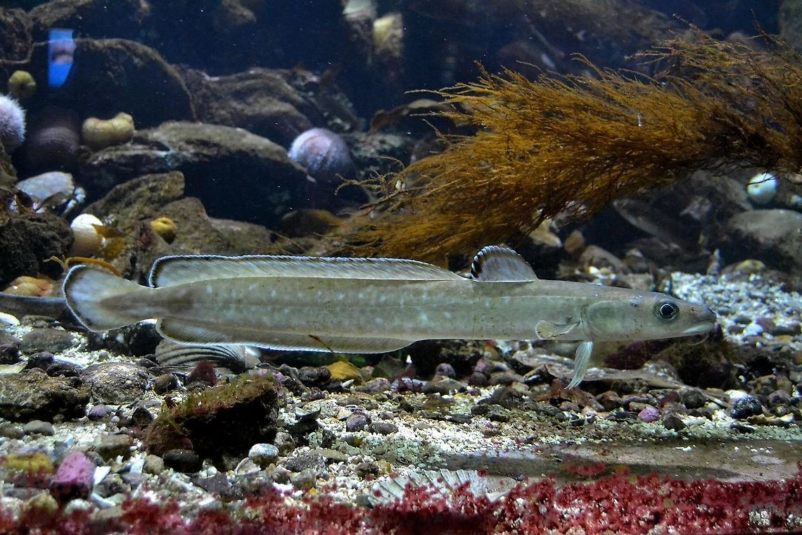 Common Ling | NatureRules1 Wiki | Fandom