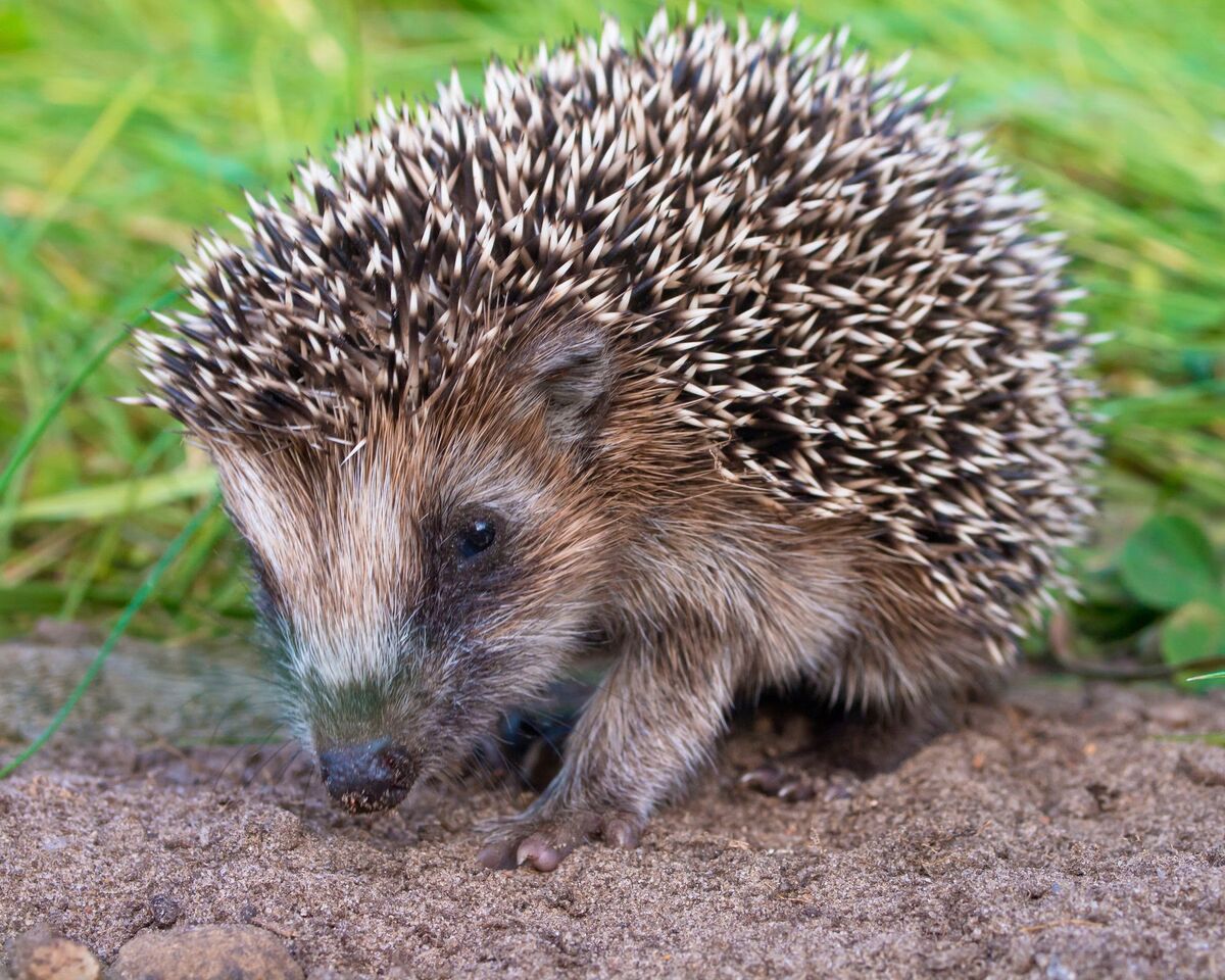 Category:Hedgehogs | NatureRules1 Wiki | Fandom Category:Hedgehogs | NatureRules1 Wiki | Fandom