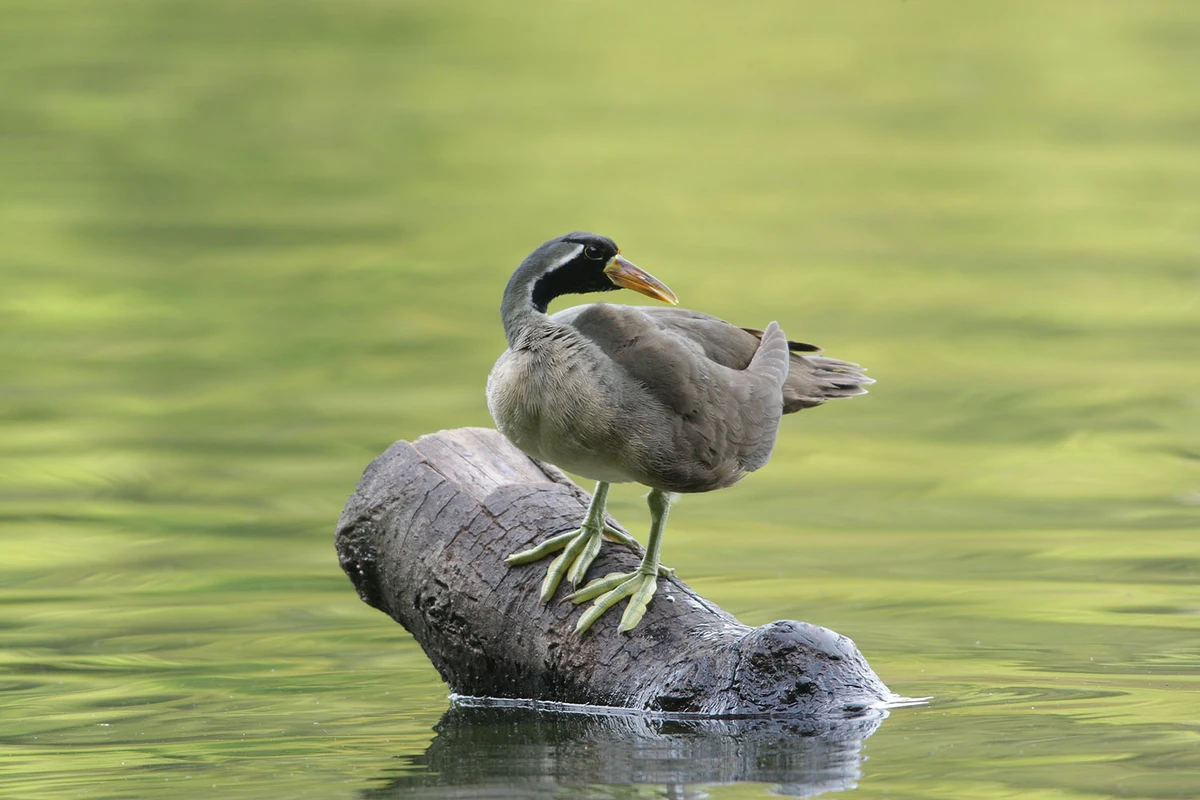 Masked Finfoot | NatureRules1 Wiki | Fandom