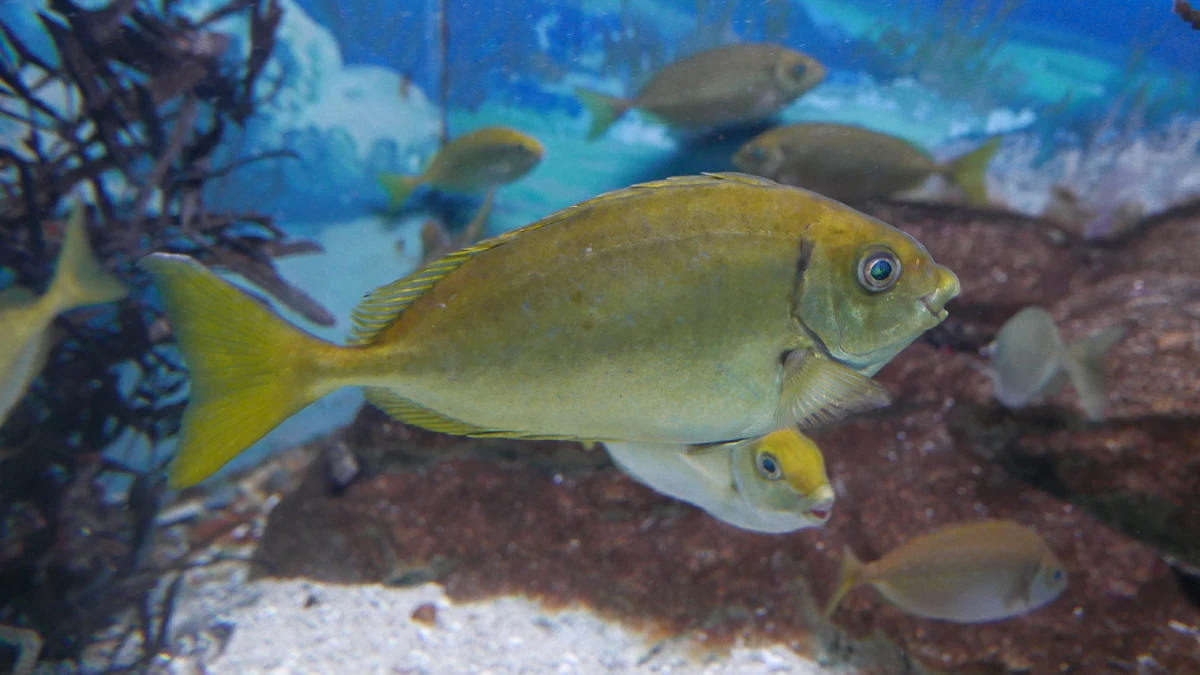 Pinspotted Spinefoot | NatureRules1 Wiki | Fandom