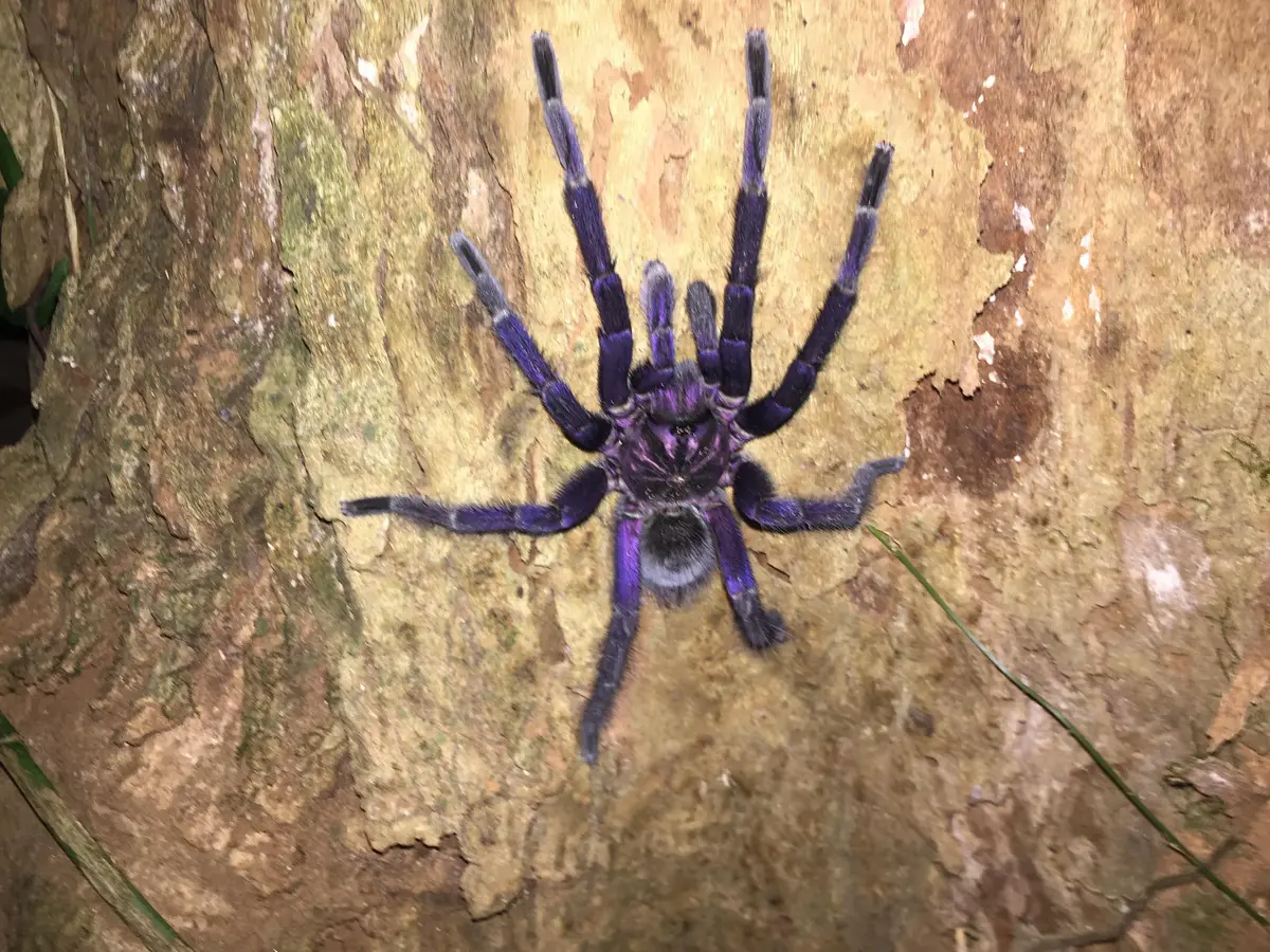 Purple Tree Tarantula | NatureRules1 Wiki | Fandom