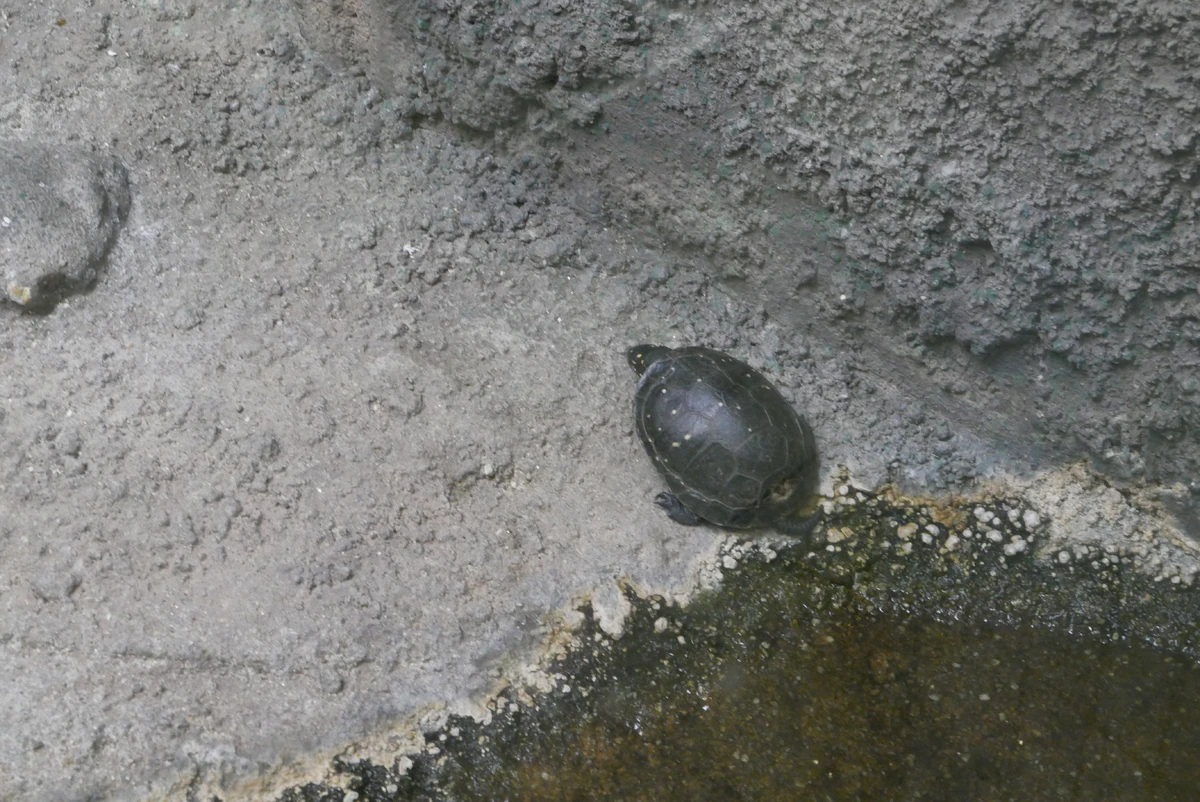 Spotted Turtle | NatureRules1 Wiki | Fandom