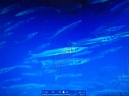 Northern Sennet | NatureRules1 Wiki | Fandom