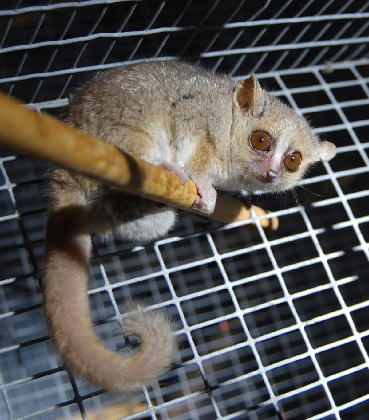 Grey Mouse Lemur | NatureRules1 Wiki | Fandom