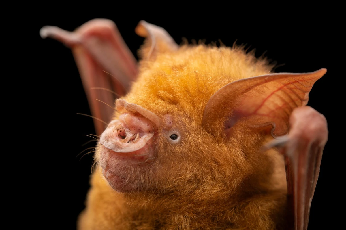 Diadem Leaf-nosed Bat | NatureRules1 Wiki | Fandom