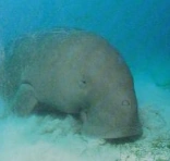 Reef HQ Aquarium | NatureRules1 Wiki | Fandom