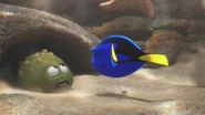 List of Species in Finding Nemo | NatureRules1 Wiki | Fandom