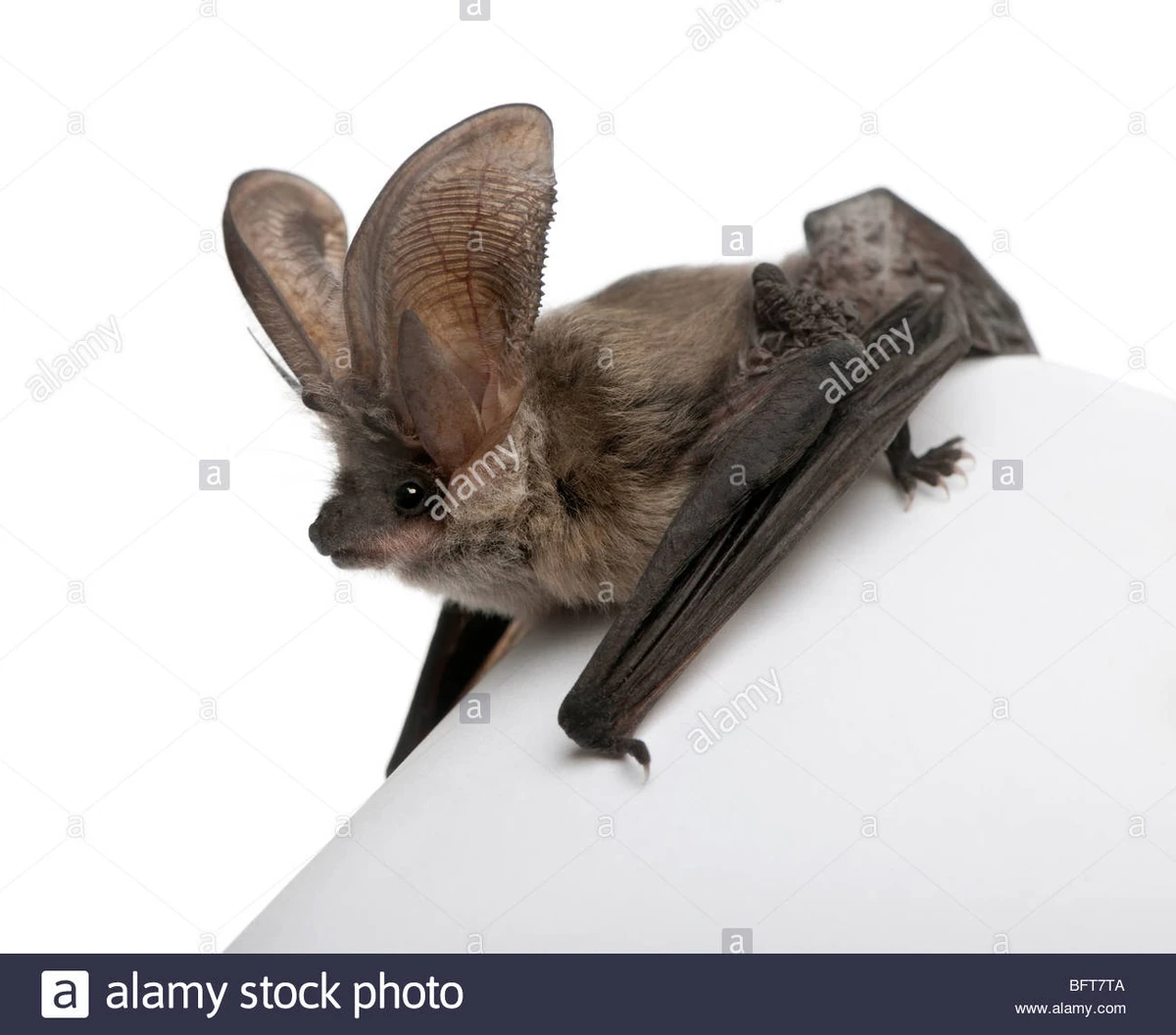 Grey Long-eared Bat | NatureRules1 Wiki | Fandom