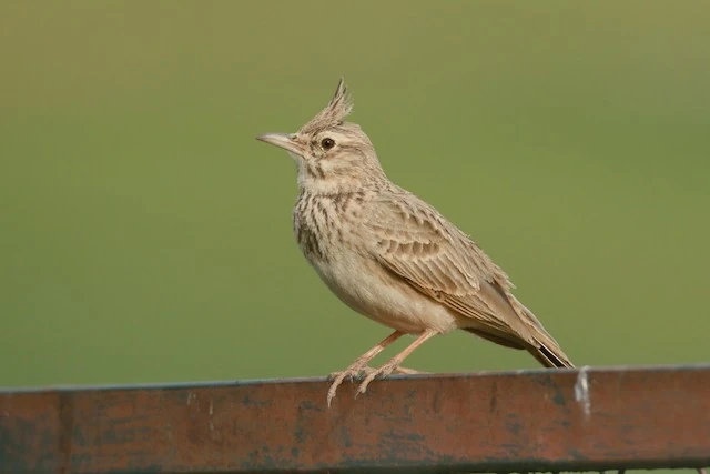Crested Lark | NatureRules1 Wiki | Fandom