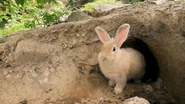 Domestic Rabbit | NatureRules1 Wiki | Fandom
