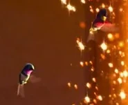 Ruby-throated Hummingbird | NatureRules1 Wiki | Fandom