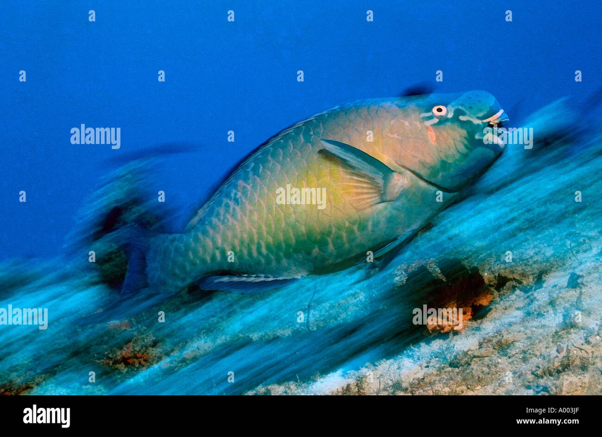 Festive Parrotfish | NatureRules1 Wiki | Fandom